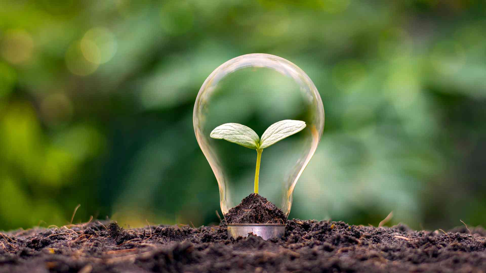 Apa itu Biomassa? - Atonergi Produk Tenaga Surya